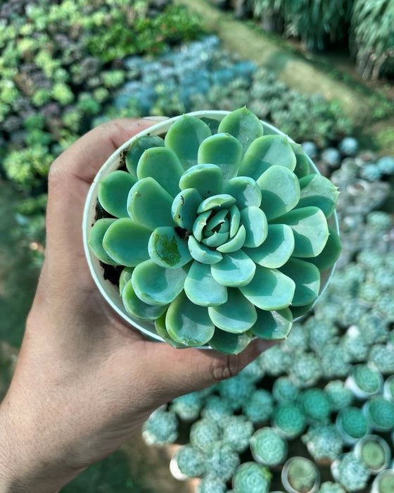 Green Succulent Indoor Air Purifying Plant with Free Premium Quality P ...